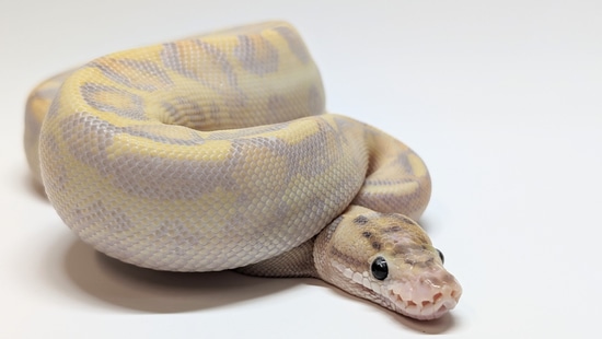Leopard Ivory Ball Python With Possible Hets by Pet & Aquatic Warehouse