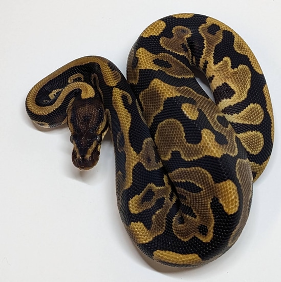 2023 Leopard Ball Python With Possible Hets by Pet & Aquatic Warehouse