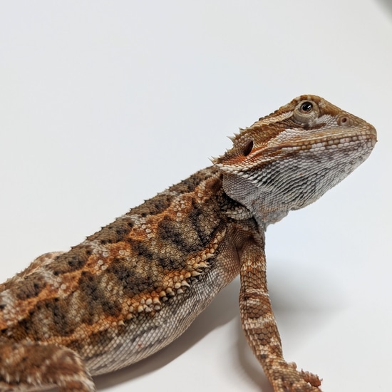 Red Beardie Central Bearded Dragon by Pet & Aquatic Warehouse