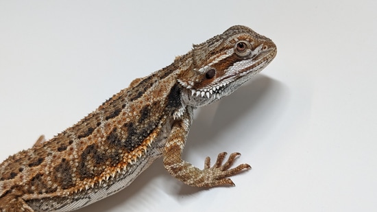 Red Beardie Central Bearded Dragon by Pet & Aquatic Warehouse