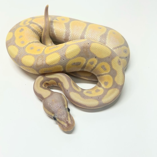 Banana Ball Python by Pet & Aquatic Warehouse