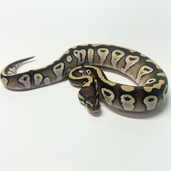 Mojave Ball Python by Pet & Aquatic Warehouse