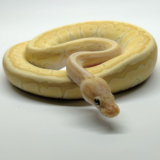Banana Kingpin Ball Python by Pet & Aquatic Warehouse