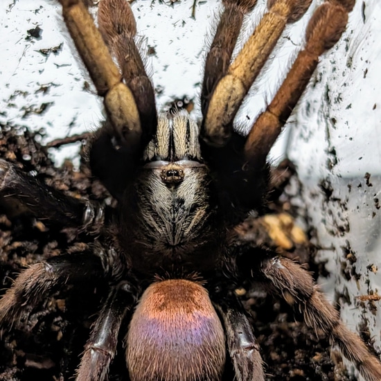 Kali Earth Tiger Tarantula (Thrigmopoeinae Sp. "Kali") by Pet & Aquatic ...