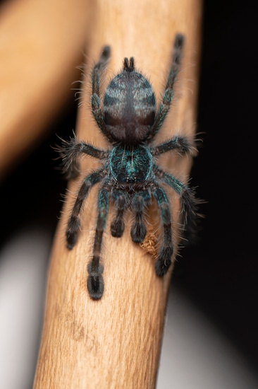 Antilles Pink Toe Tarantula (Caribena Versicolor) by Pet & Aquatic ...