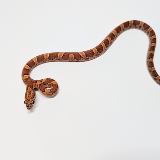 Hypo Sunkissed Cornsnake Corn Snake by Pet & Aquatic Warehouse