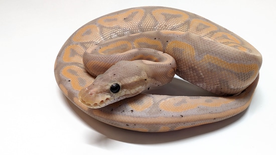 Banana Cinnamon Ball Python by Pet & Aquatic Warehouse