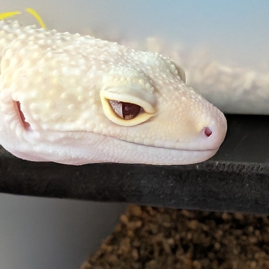 Raptor (Snake Eyes) Leopard Gecko by Pet & Aquatic Warehouse
