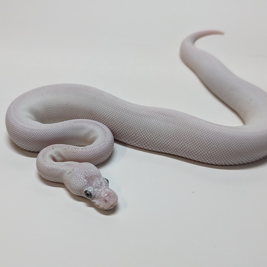 Super Lesser BEL Ball Python by Pet & Aquatic Warehouse
