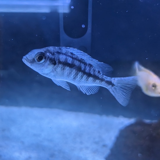 Red Empress, Protomelas Similis Lake Malawi African by Pet & Aquatic ...