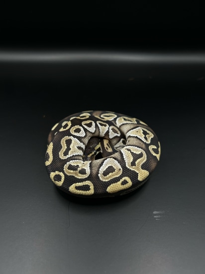 Mojave Ball Python by Pet & Aquatic Warehouse