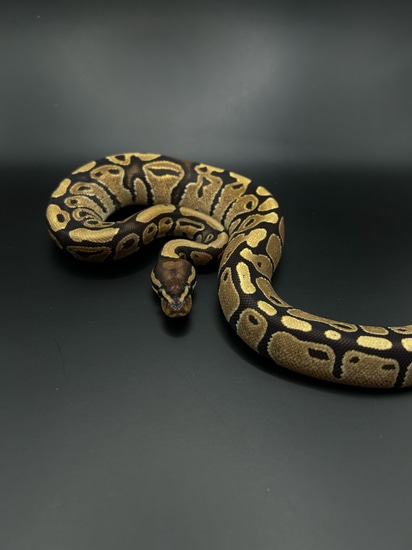 Fire Ball Python by Pet & Aquatic Warehouse