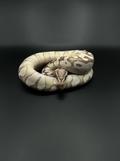 Axanthic Lesser Banana Ball Python by Pet & Aquatic Warehouse