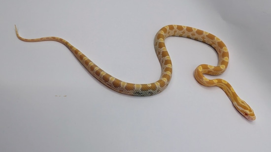 Butter Creamsicle Cornsnake Corn Snake by Pet & Aquatic Warehouse