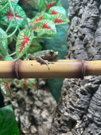 Yellow-Spotted Climbing Toad (YBST) by Pet & Aquatic Warehouse