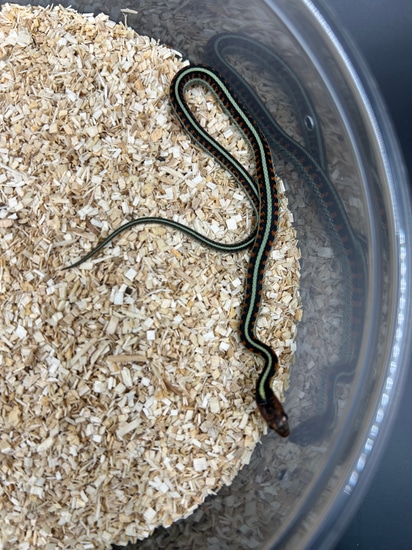 Red-Sided California Garter Snake by Pet & Aquatic Warehouse