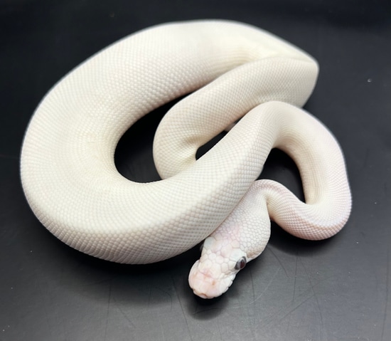 Super Lesser Ball Python by Pet & Aquatic Warehouse