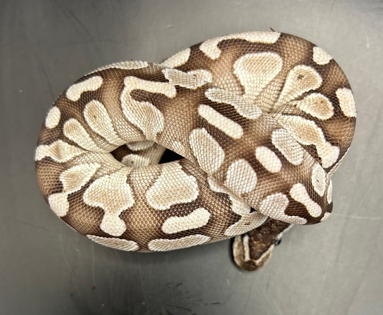 Axanthic Lesser Ball Python by Pet & Aquatic Warehouse