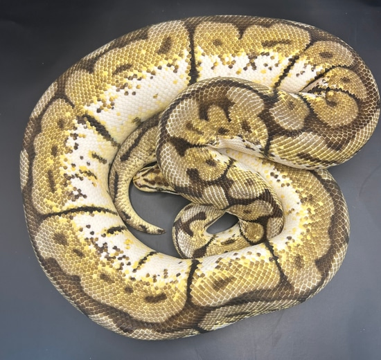 Spider Ball Python by Pet & Aquatic Warehouse