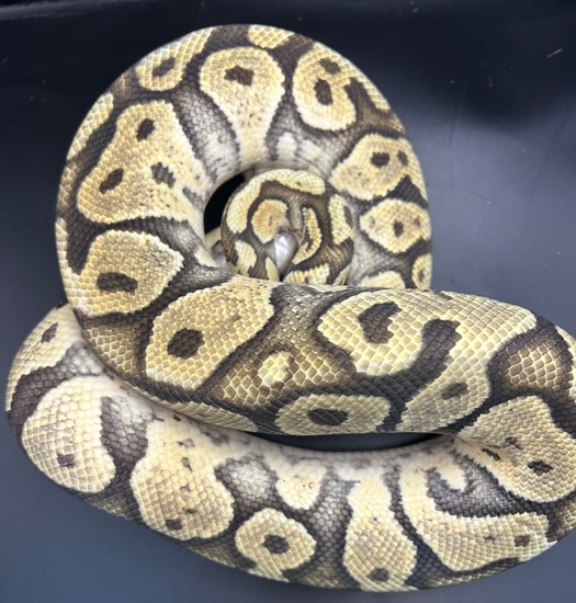Firefly Ball Python by Pet & Aquatic Warehouse