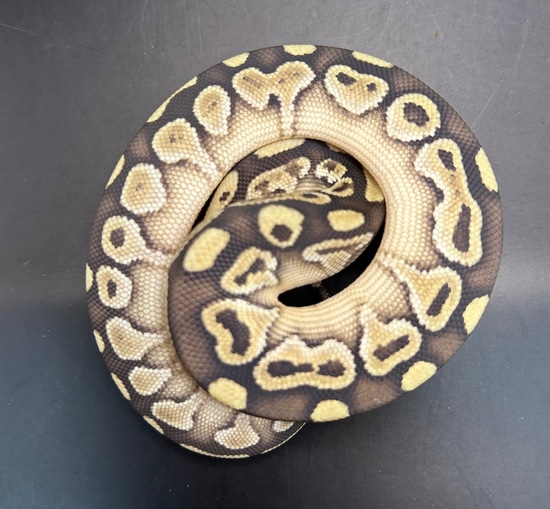 Lesser Ball Python by Pet & Aquatic Warehouse