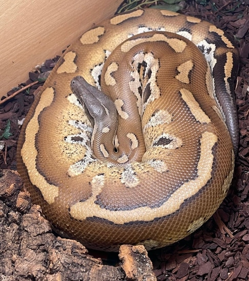 Matrix Genetic Stripe Sumatran Blood Python by Paws For Thought Leeds