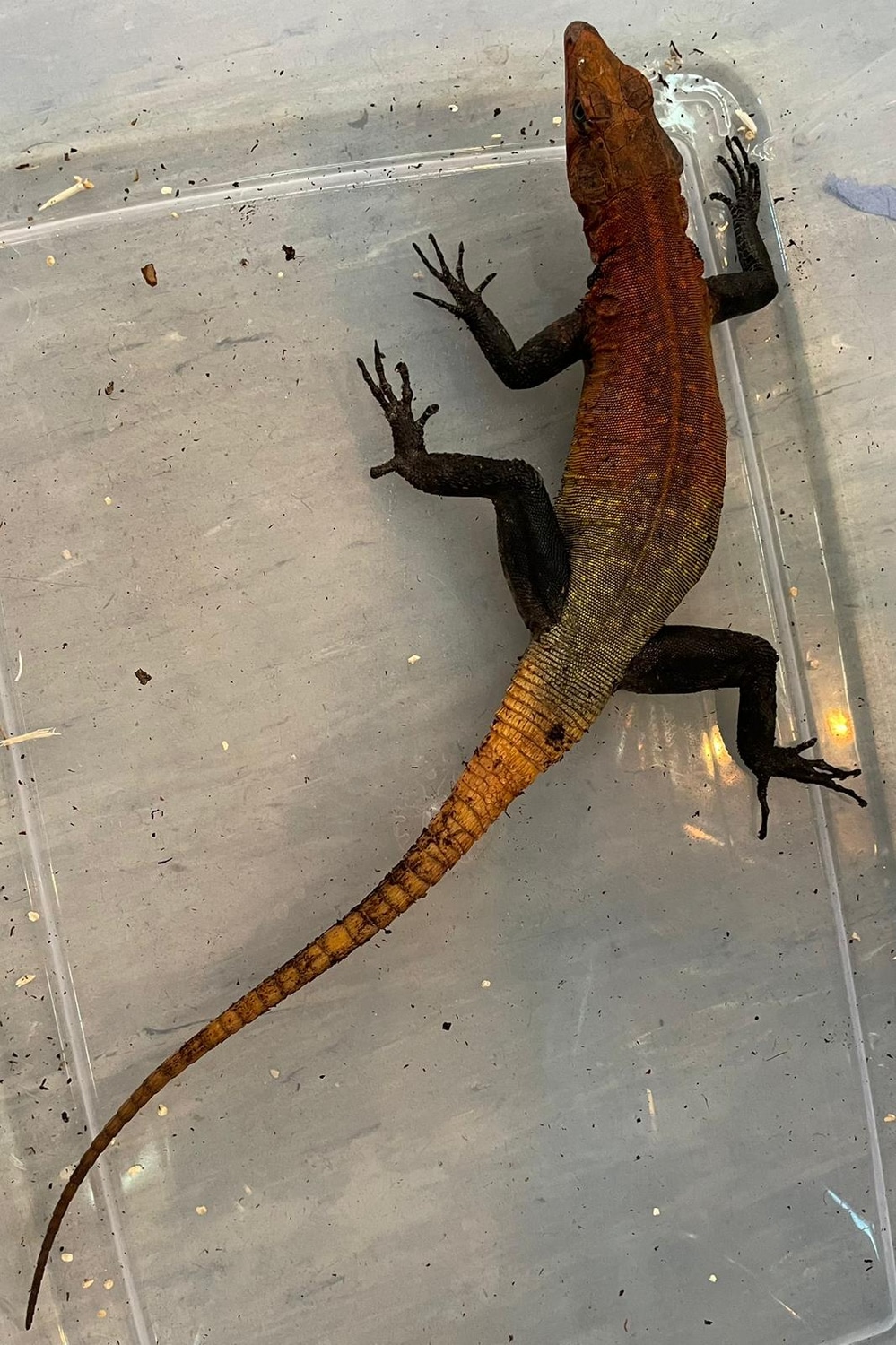 Emperor Flat Lizard More Lizard by Paws For Thought Leeds - MorphMarket