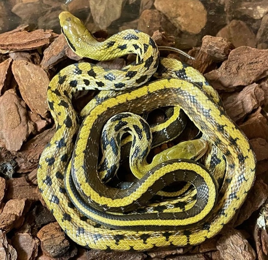 Taiwanese Beauty Snakes Beauty Rat Snake by Paws For Thought Leeds