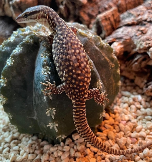 Spiny Tailed Monitor Ackie Monitor by Paws For Thought Leeds