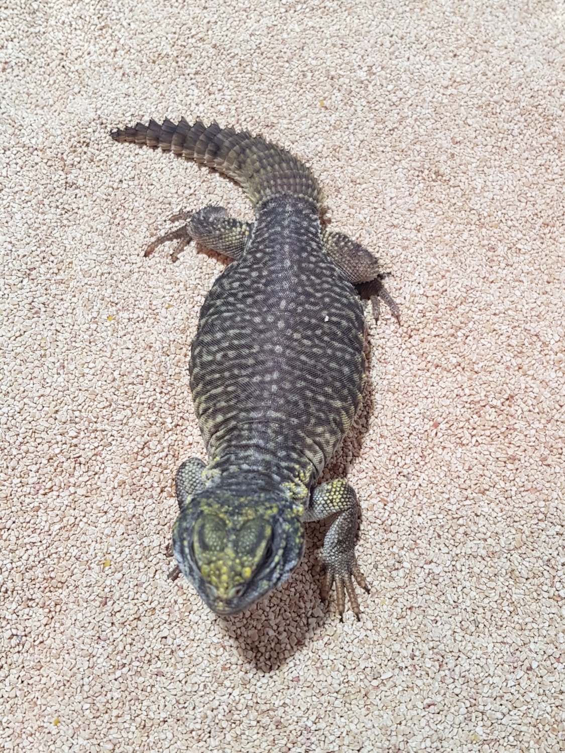 Moroccan Spiny-Tailed Lizard by Paws For Thought Leeds - MorphMarket