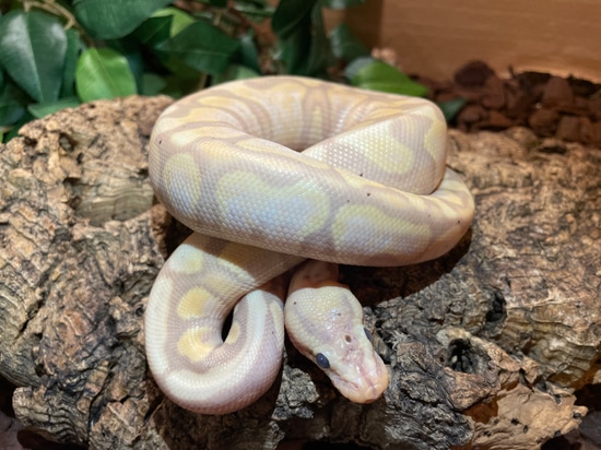 Banana Royal Python Ball Python by Paws For Thought Leeds