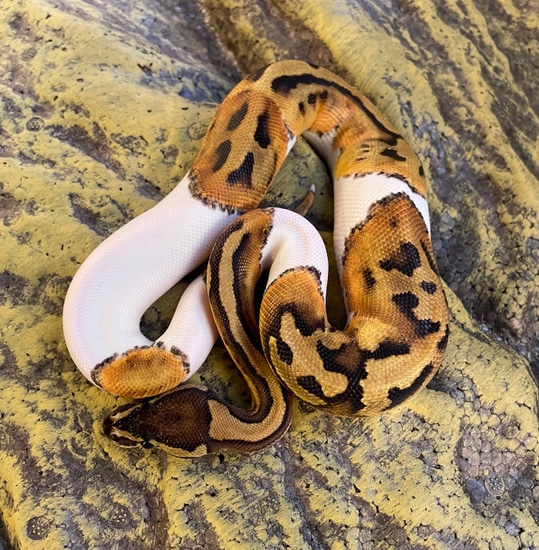 Leopard Pied Royal Python Ball Python by Paws For Thought Leeds