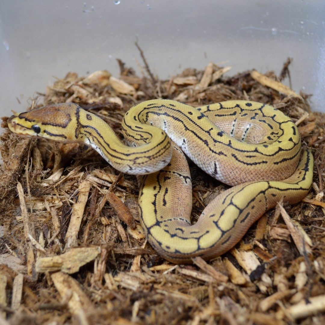 *price Reduced!* Fire Pinstripe Typhoon 100% Het Hypo Ball Python by ...