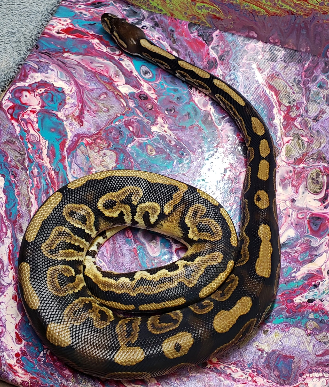 Black Pastel 100% Het Pied Ball Python by Universal Serpents - MorphMarket