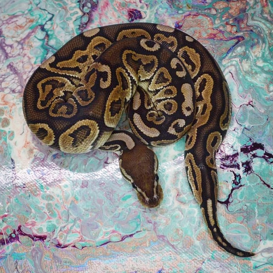 Fire Cinnamon Het Hypo Ball Python by Universal Serpents