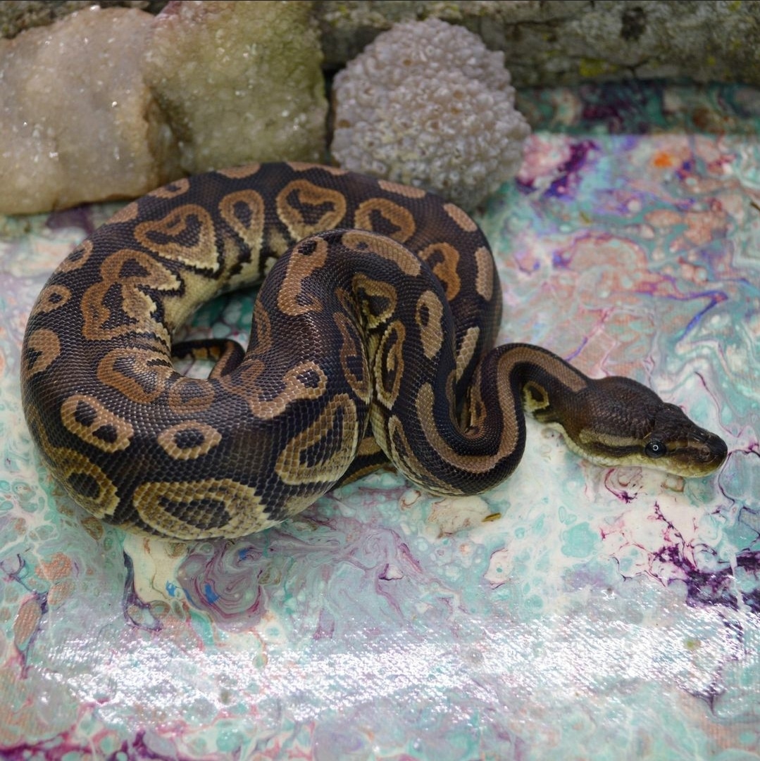 Typhoon Cinnamon Het Hypo Ball Python by Universal Serpents - MorphMarket