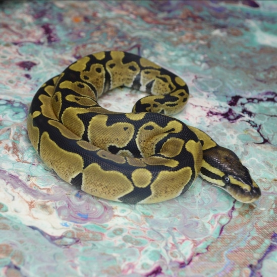 X-treme Gene Fire Ph Pied Ball Python by Universal Serpents