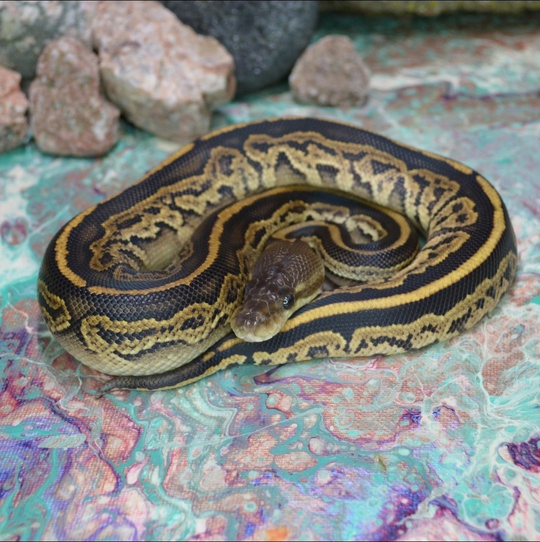 Bongo Cinnamon Ball Python by Universal Serpents - MorphMarket