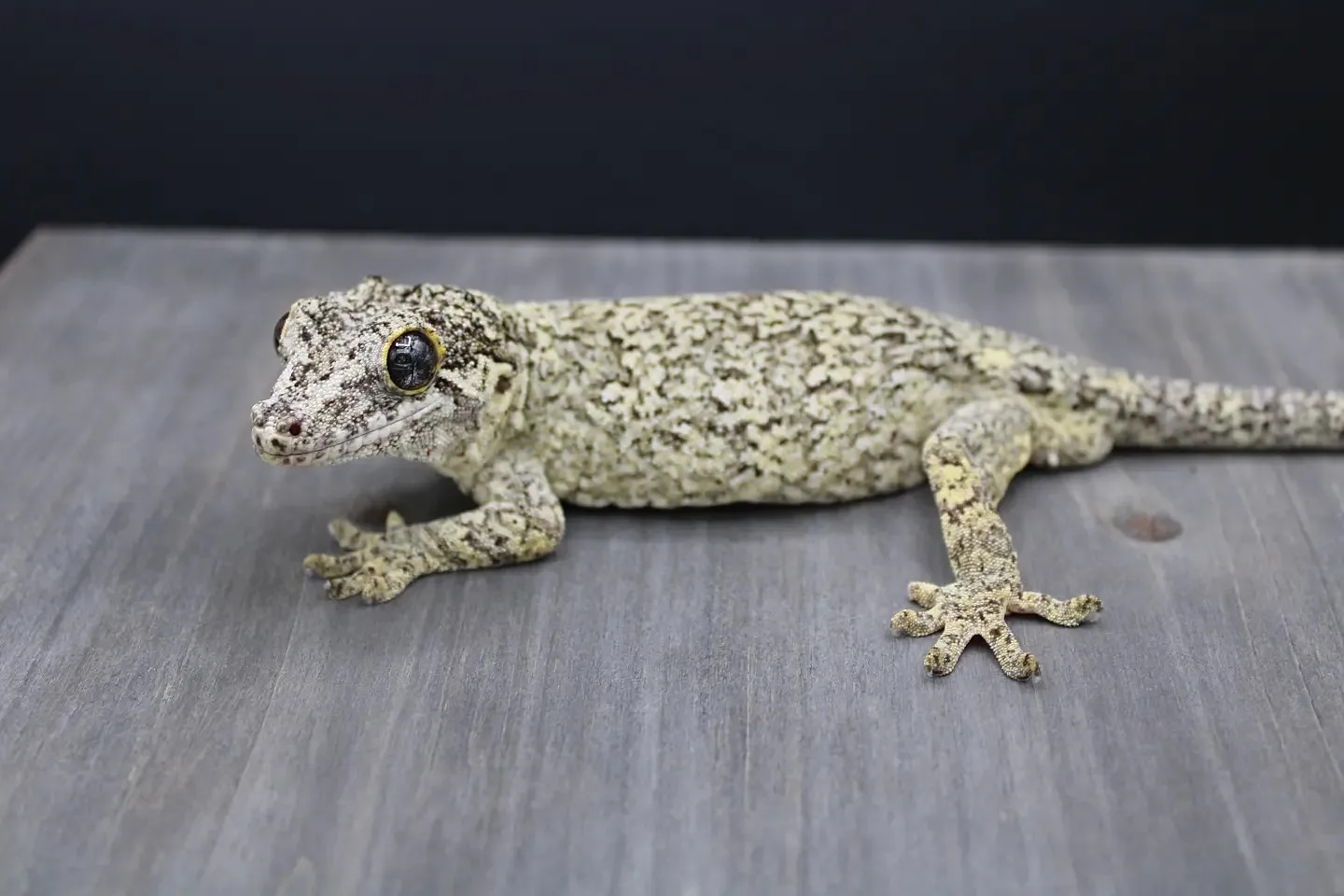 Phantom Eye Gargoyle Gecko by Gimme Geckos - MorphMarket