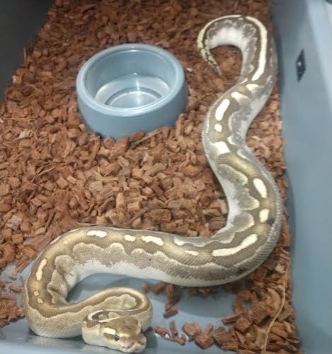 PB&J's Exotic Reptiles - MorphMarket