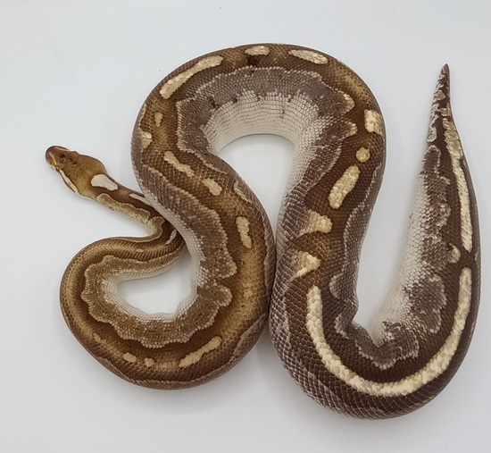Bamboo Pewter Ball Python by PB&J's Exotic Reptiles