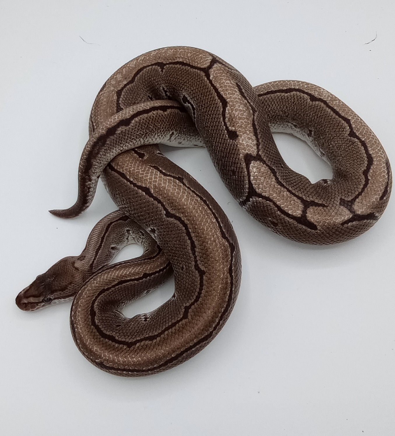 Axanthic (VPI), Pinstripe Ball Python by PB&J's Exotic Reptiles ...