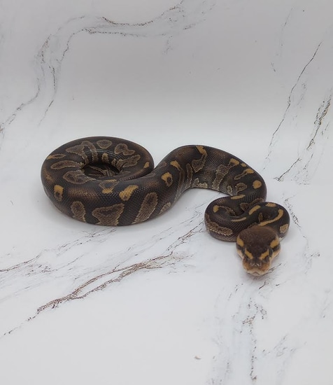 BLACK FRIDAY SALE 30% OFF STOREWIDE Super Chocolate Ball Python by PB&J ...