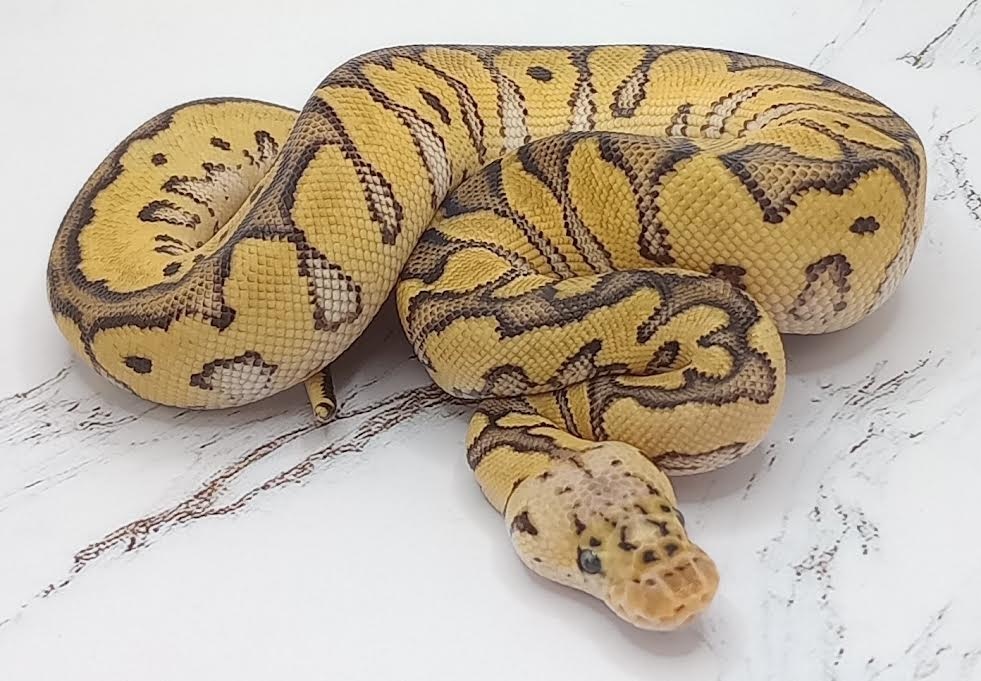 Pastel Clown Het Hypo Ball Python by PB&J's Exotic Reptiles - MorphMarket
