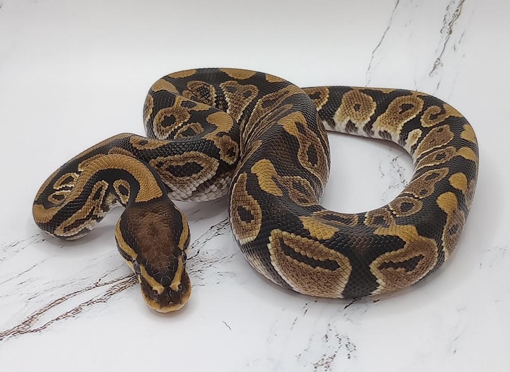 TH Hypo Clown (VPI) Axanthic Ball Python by PB&J's Exotic Reptiles ...