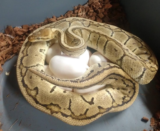 Pre Black Friday Sale 20% Off Storewide!!! Proven Breeder Pair M/F Ball ...