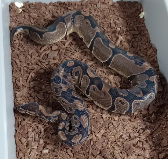 RTB Normal Female Ball Python by PB&J's Exotic Reptiles