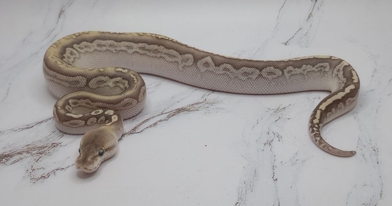 Pastel Bamboo Cinny BH Het Hypo Ball Python by PB&J's Exotic Reptiles
