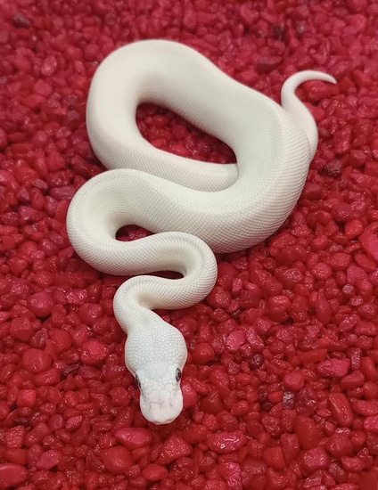 Blue Eyed Lucy Ball Python by PB&J's Exotic Reptiles