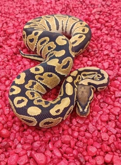 1.1 TH Holy Grail Hypo Pair Ball Python by PB&J's Exotic Reptiles